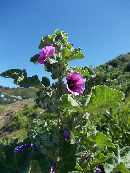 Tree Mallow | Project Noah