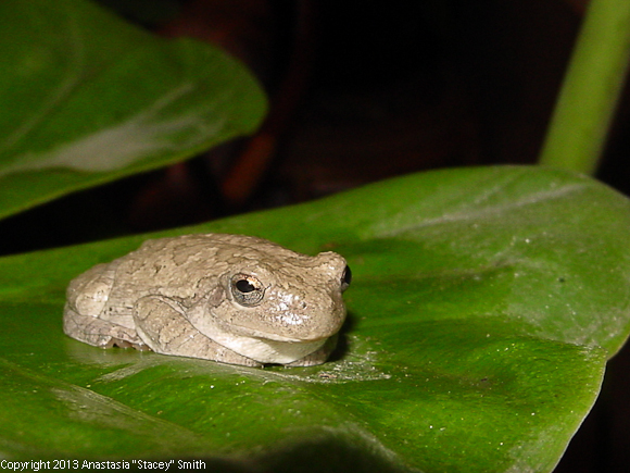 Tree Frog | Project Noah