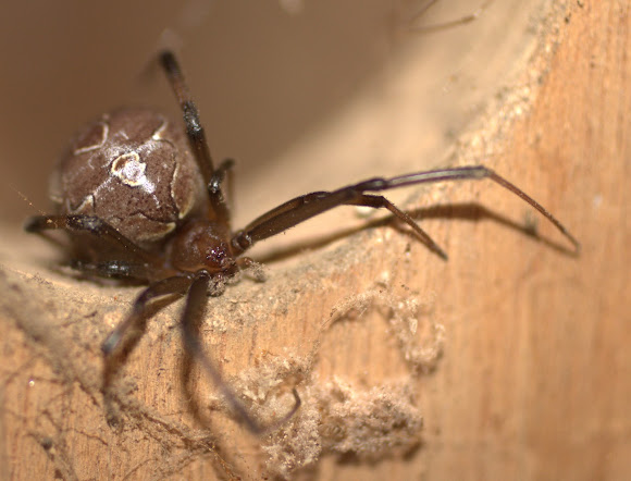 Brown Button Spider | Project Noah