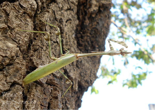 Indian rose mantis / wandering violin mantis | Project Noah