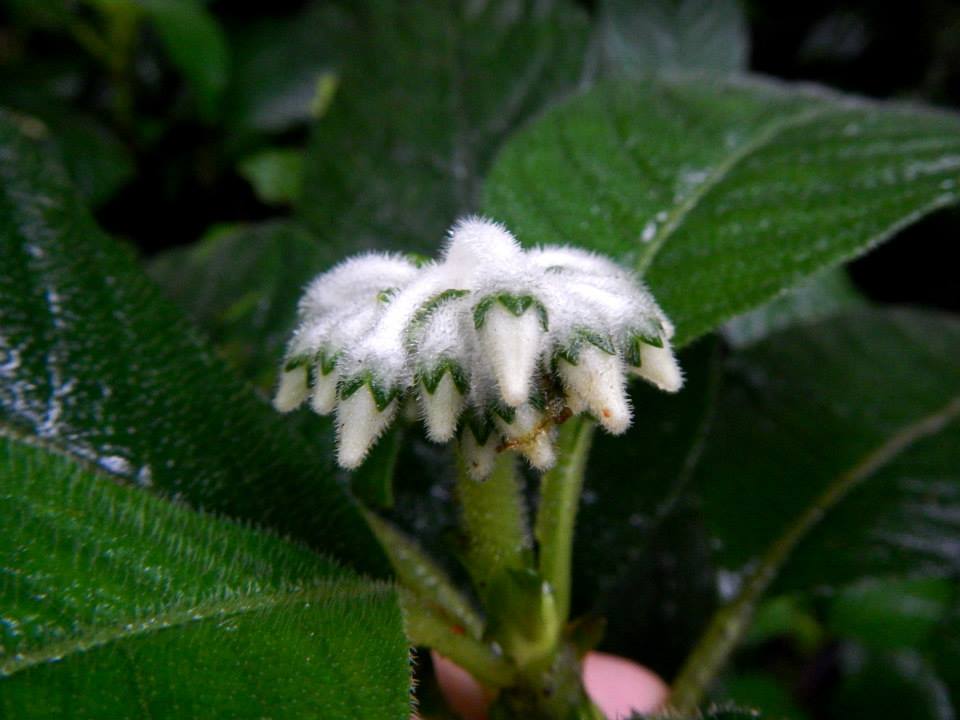 Argostemma | Project Noah