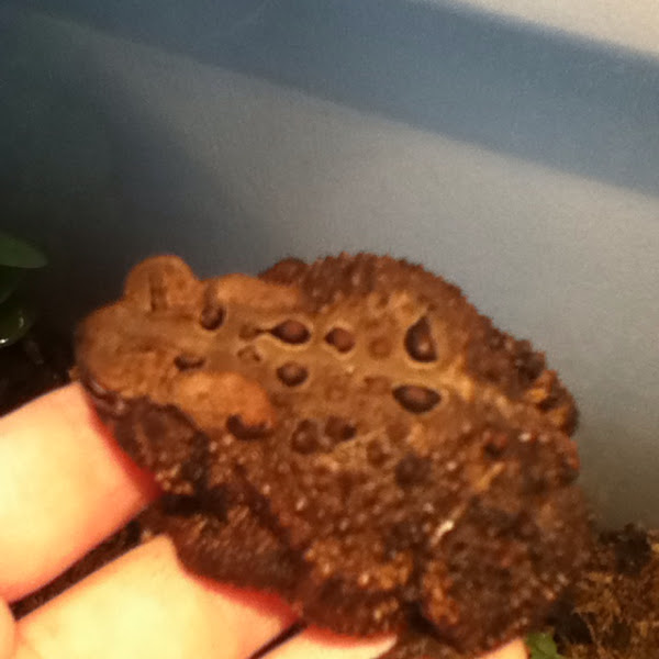 American Toad | Project Noah