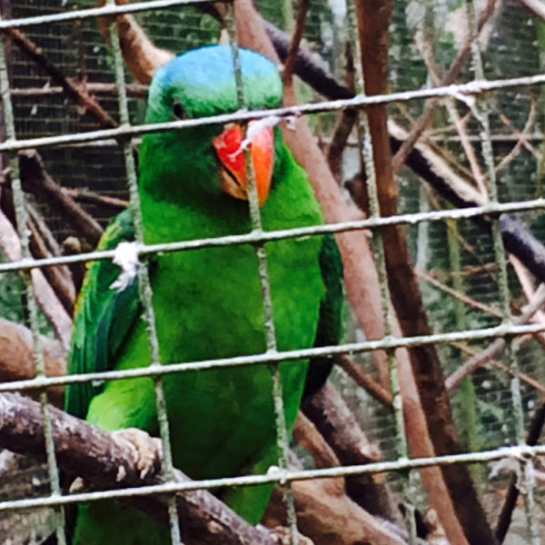 Parrot, pikoy | Project Noah