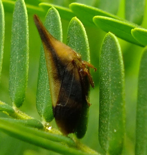 Thorn Tree hopper | Project Noah