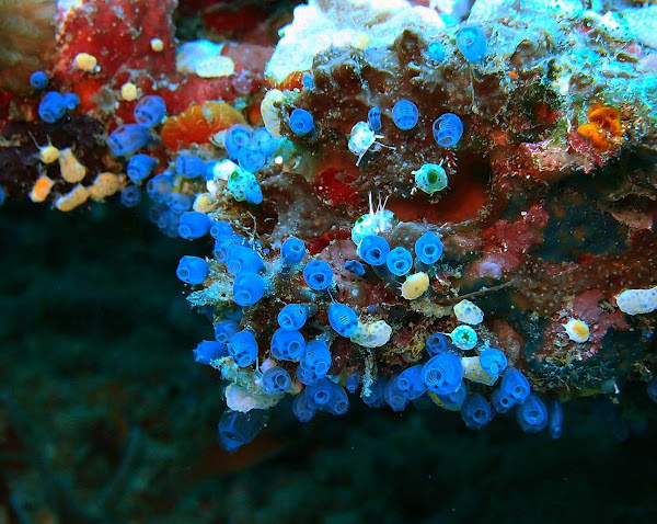 Blue Bell Tunicate Flower Meaning | Best Flower Site