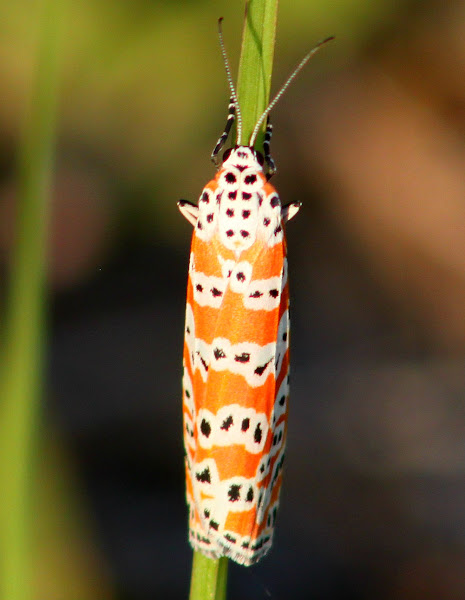 Ornate Bella Moth | Project Noah