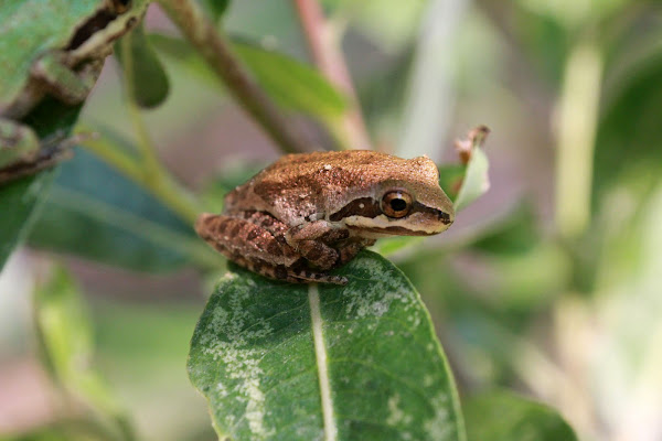 Baja California Treefrog | Project Noah