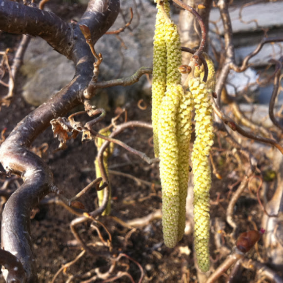 Corkscrew Hazel | Project Noah