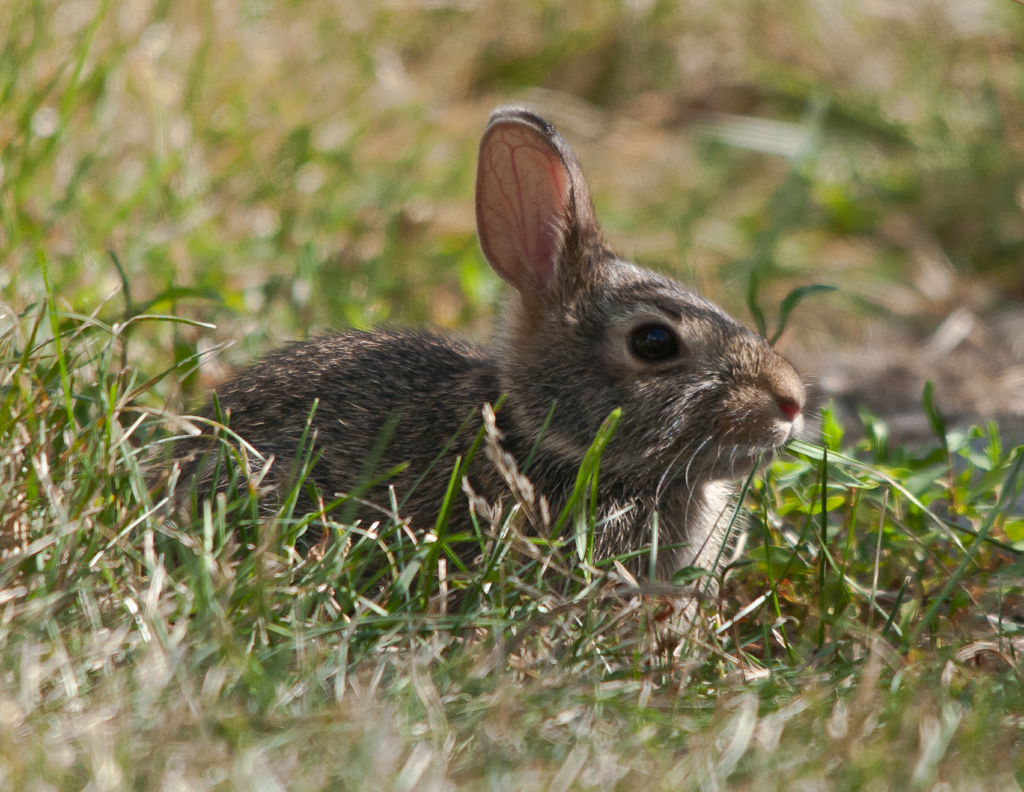 Eastern Cottontail | Project Noah