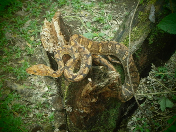 Annulated Tree Boa | Project Noah
