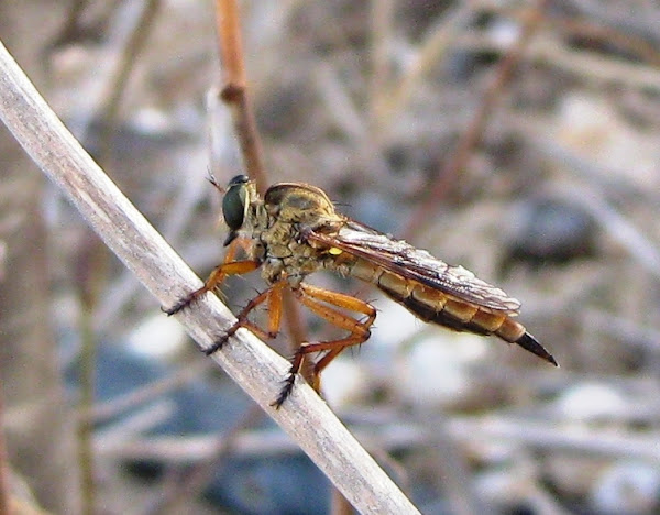Robber fly (female) | Project Noah