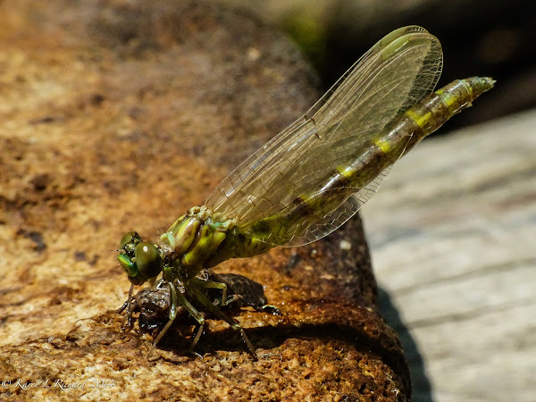 Dragonfly (emerging from its excuvia) 1 | Project Noah