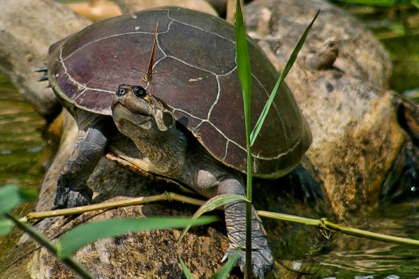 Galapago | Project Noah