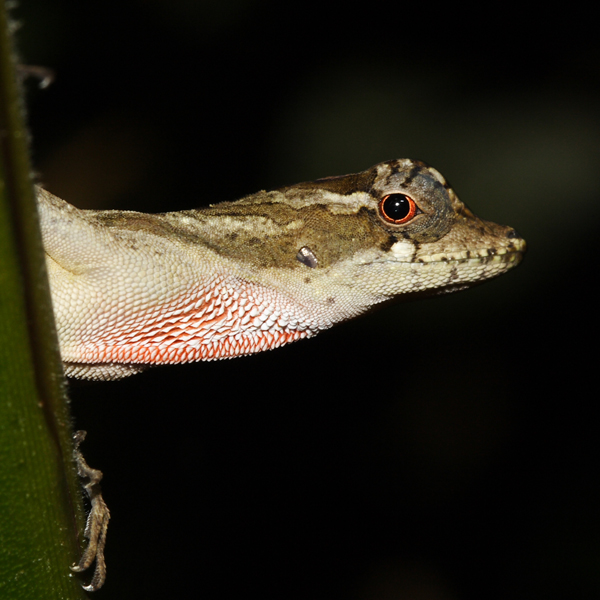Anole sp. | Project Noah