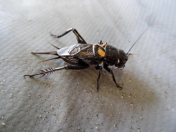 Black field Cricket (female) | Project Noah