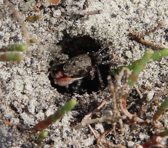 Fiddler Crab | Project Noah