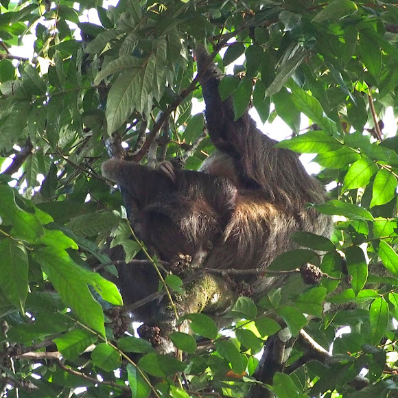 Hoffmann's Two-toed Sloth | Project Noah