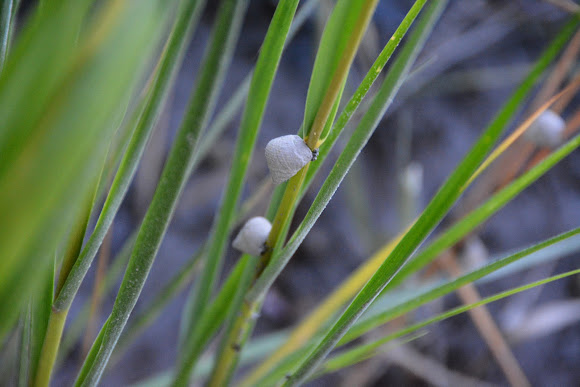 Marsh Periwinkle | Project Noah