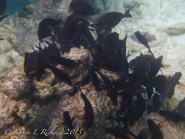 Doctorfish tang | Project Noah