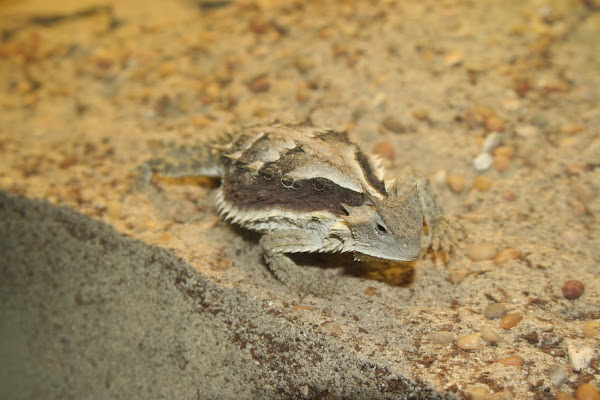 Long Spined Lizard | Project Noah