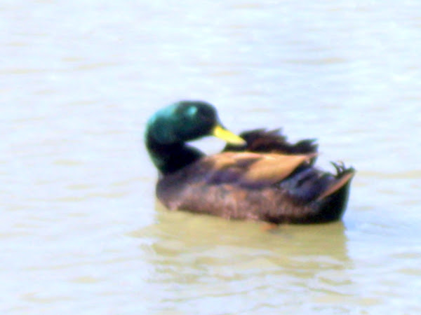 Mallard Hybrid | Project Noah