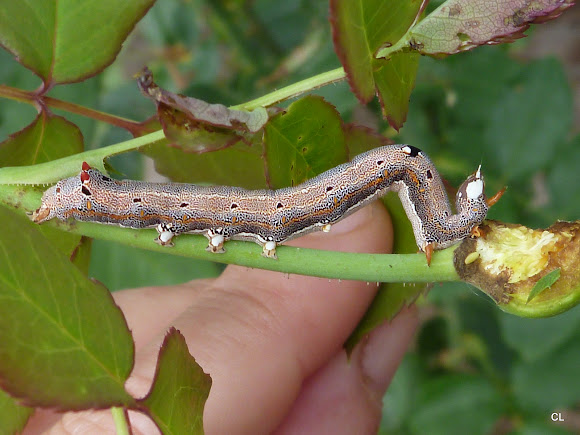 Castor Semi-Looper | Project Noah