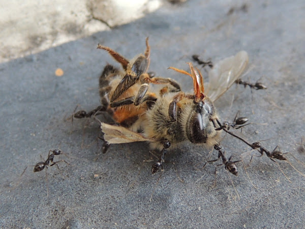 Crazy Ant; Bee | Project Noah