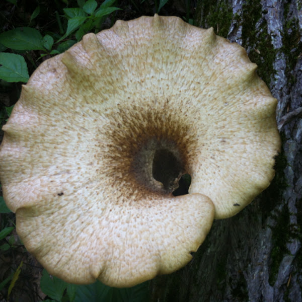 Elegant polypore | Project Noah