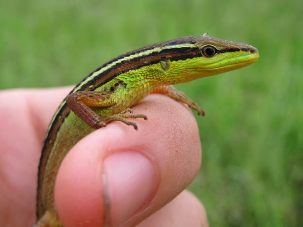 Asian Grass Lizard | Project Noah