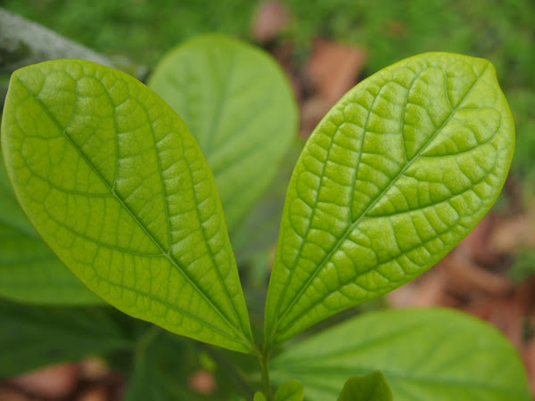 Glow vine / Purple trumpet vine | Project Noah