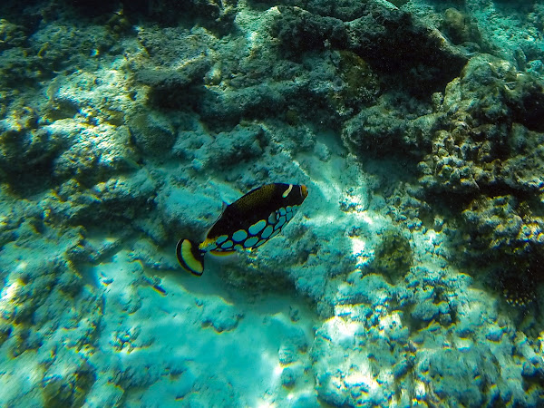 Clown Triggerfish | Project Noah