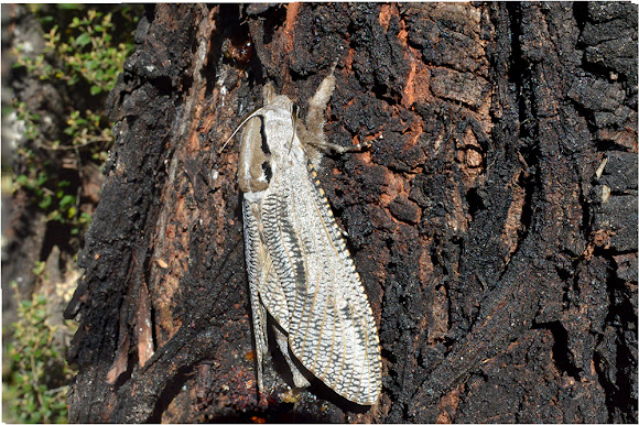 Wattle Goat Moth | Project Noah