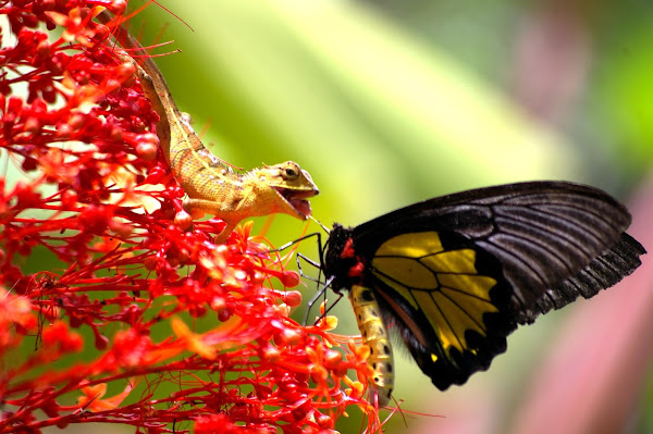 Southern Bird Wing | Project Noah