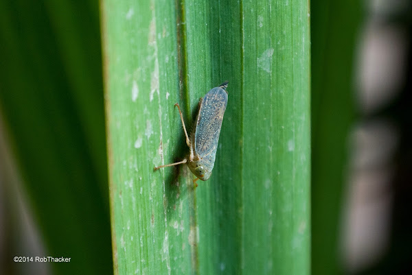 Leafhopper | Project Noah