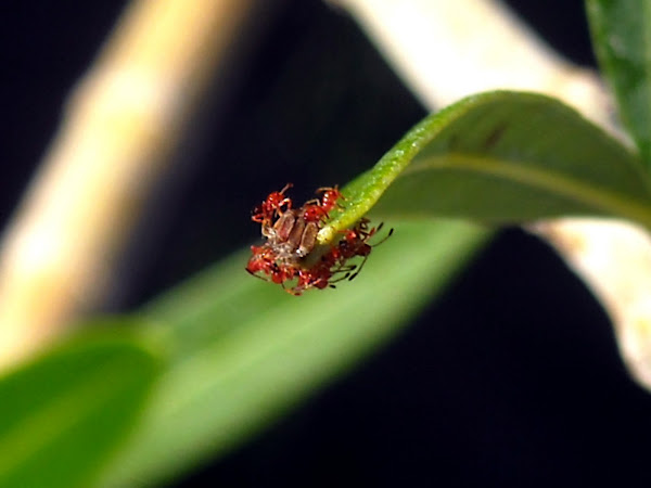Leaf-footed Stink Bug Nymph | Project Noah