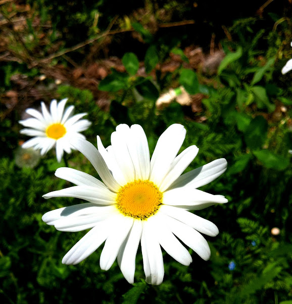 Daisies | Project Noah