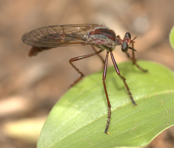 Wasp Robber Fly | Project Noah