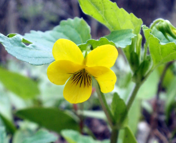 Yellow Violet | Project Noah