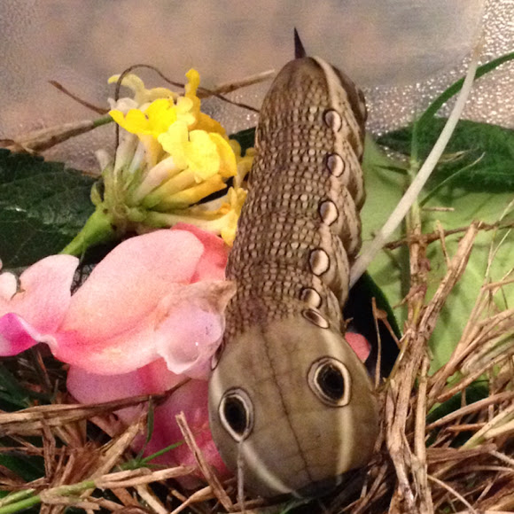 Tersa Sphinx Moth Caterpillar | Project Noah