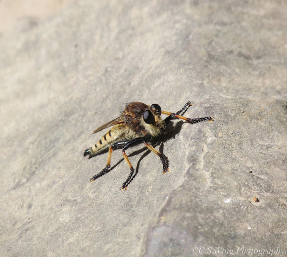 Red-footed Cannibalfly | Project Noah