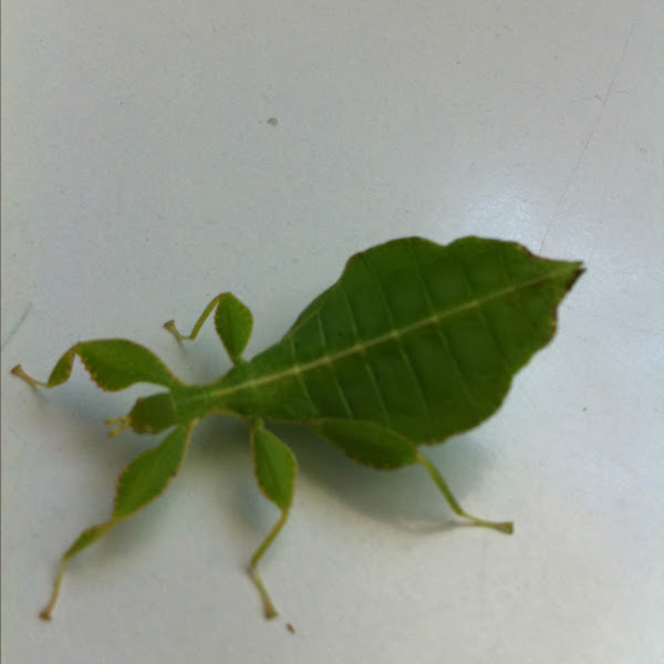 Leaf insect | Project Noah