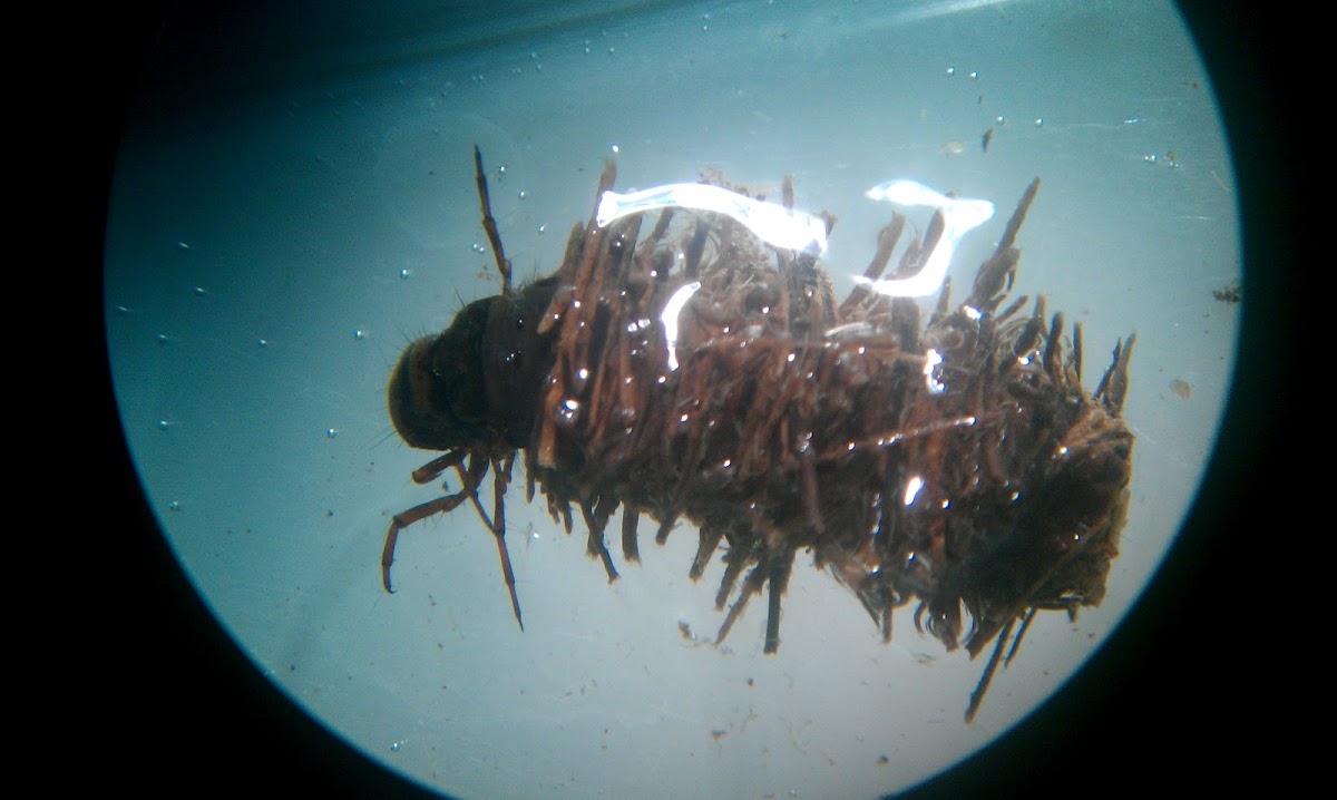 Giant Case-Maker Caddisflies | Project Noah