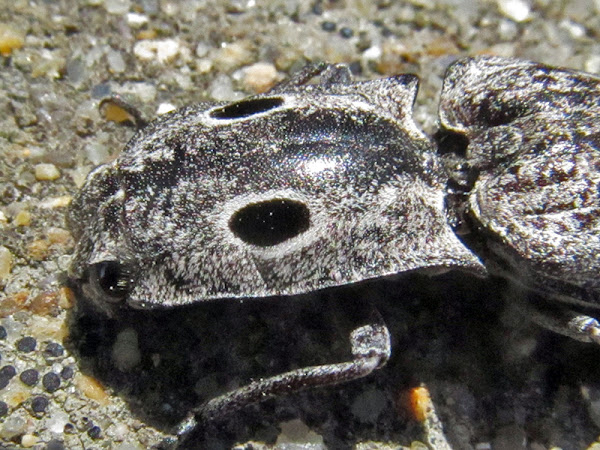 Blind click beetle | Project Noah