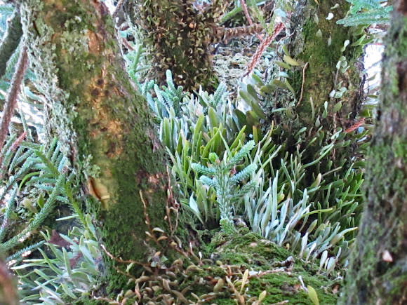 Rock Felt Fern | Project Noah