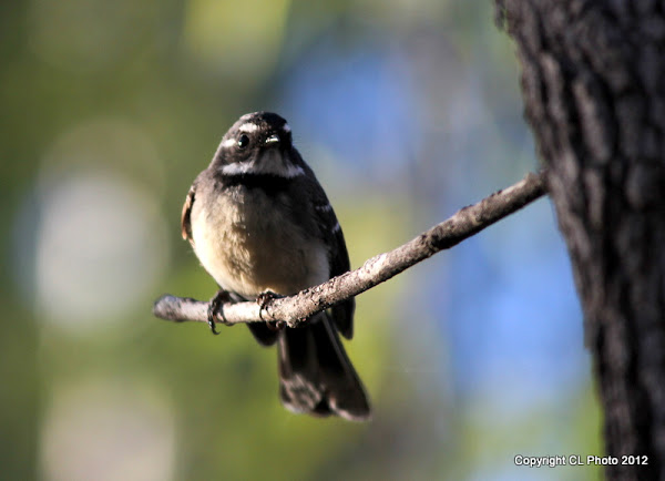 Grey Fantail | Project Noah