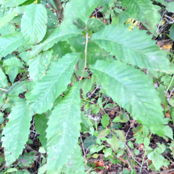 American Chestnut | Project Noah