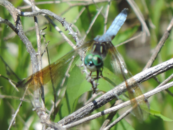 Blue Dasher Dragonfly | Project Noah