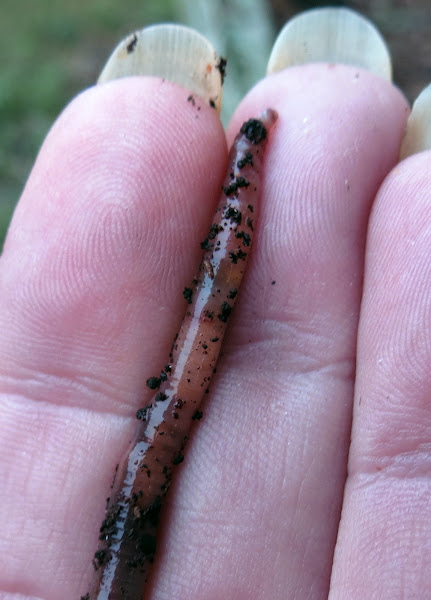 Earthworm | Project Noah