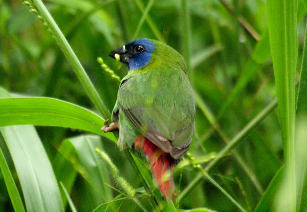 Blue-Faced Parrot Finch | Project Noah