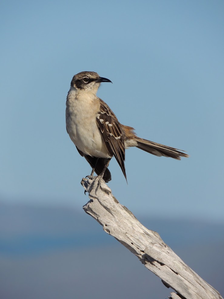 Galapagos mockingbird | Project Noah